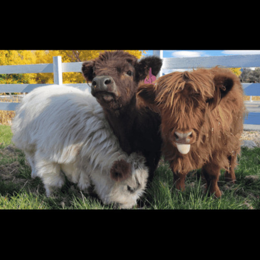 Presentations by 5T Ranch Mini Cows