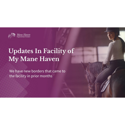 How to Make Money with a Horse Farm | My Mane Haven