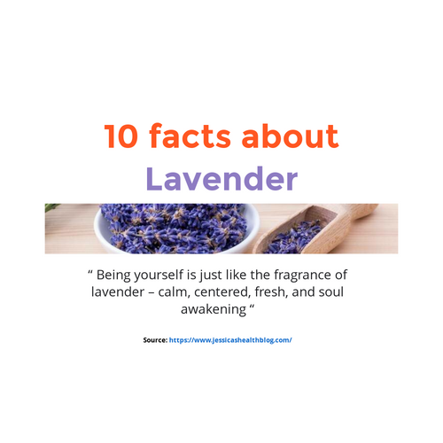 10 facts about Lavender