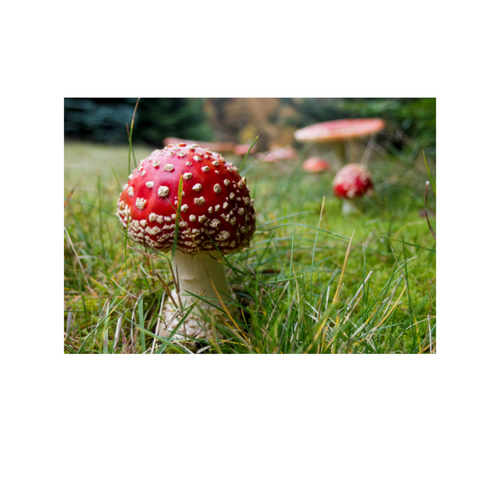 How to Make Magic Mushrooms Grow in Your Own Backyard