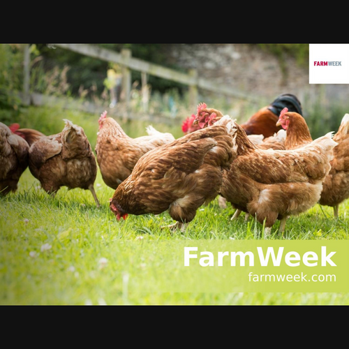 Challenges Faced by The Poultry Industry_FarmWeek