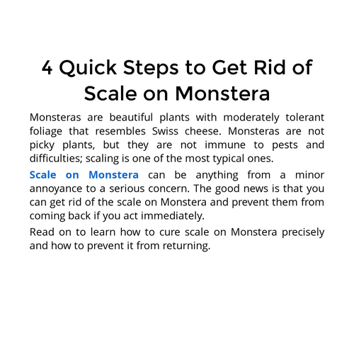 4 Quick Steps to Get Rid of Scale on Monstera