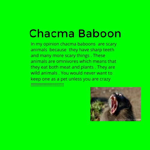 Chacma Baboons / Cape baboon